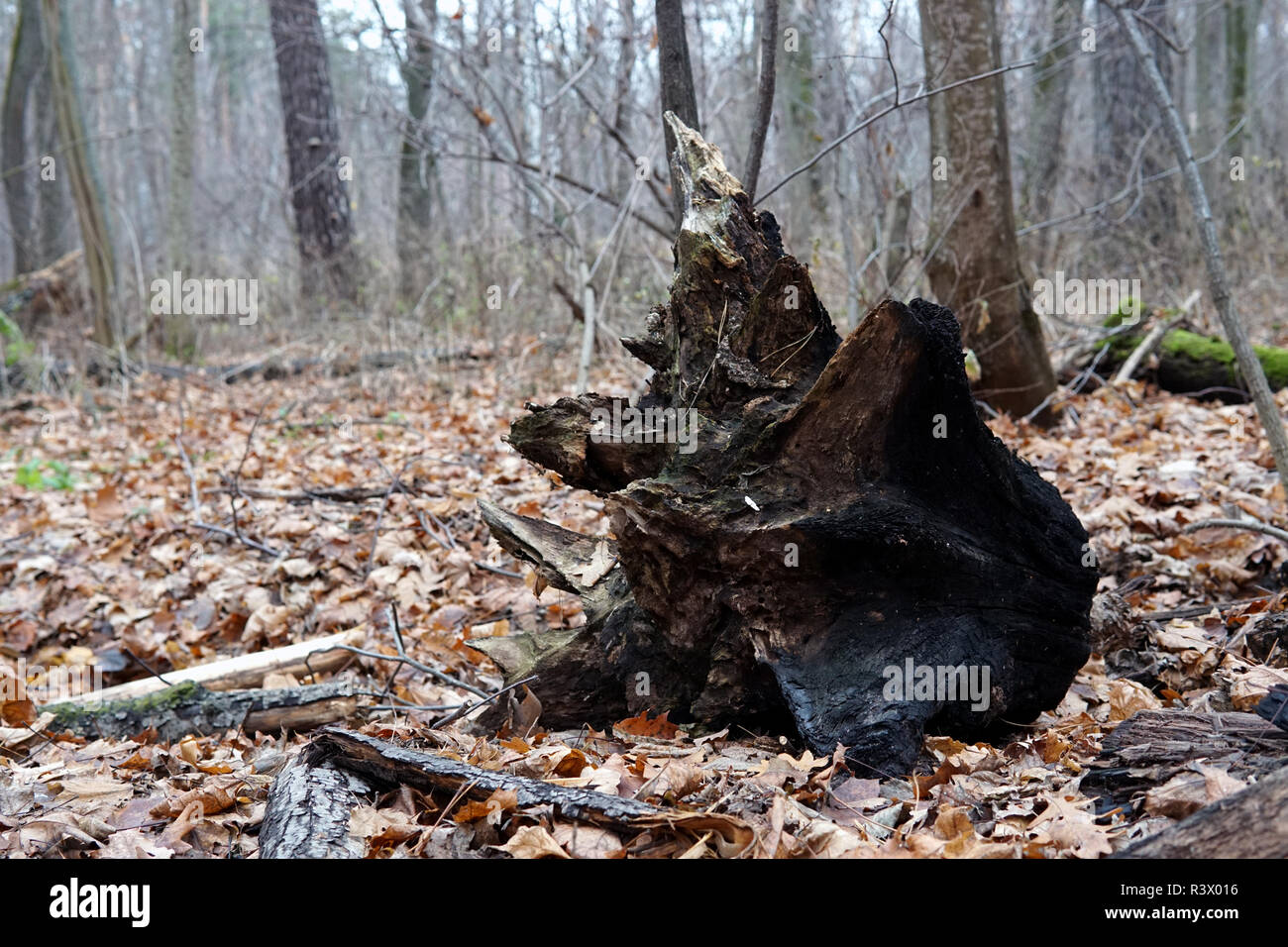 Dark gnarled oak tree hi-res stock photography and images - Alamy
