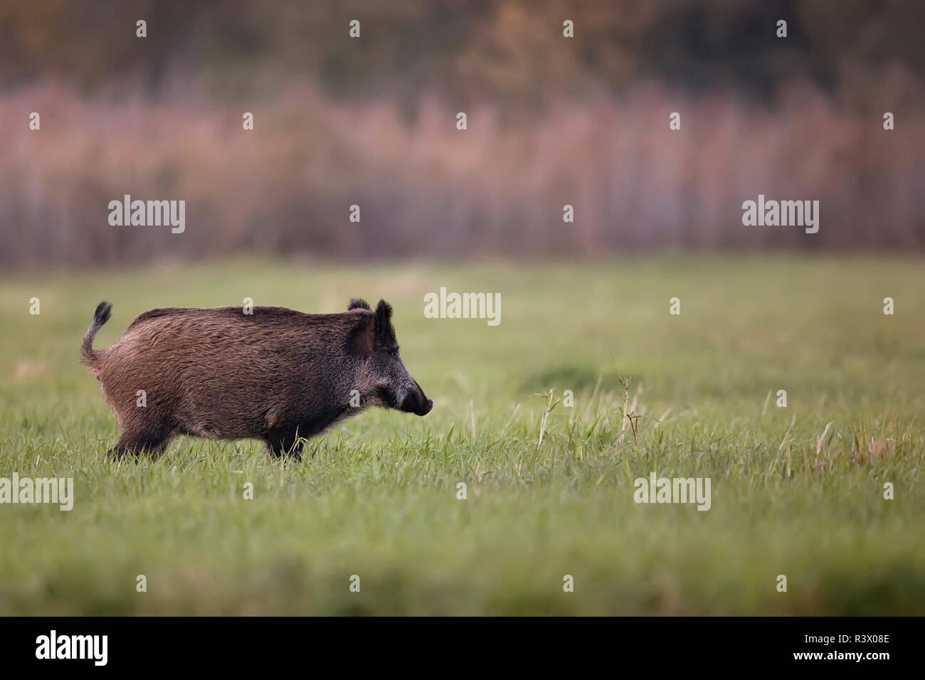 Wild boar in a clearing Stock Photo - Alamy