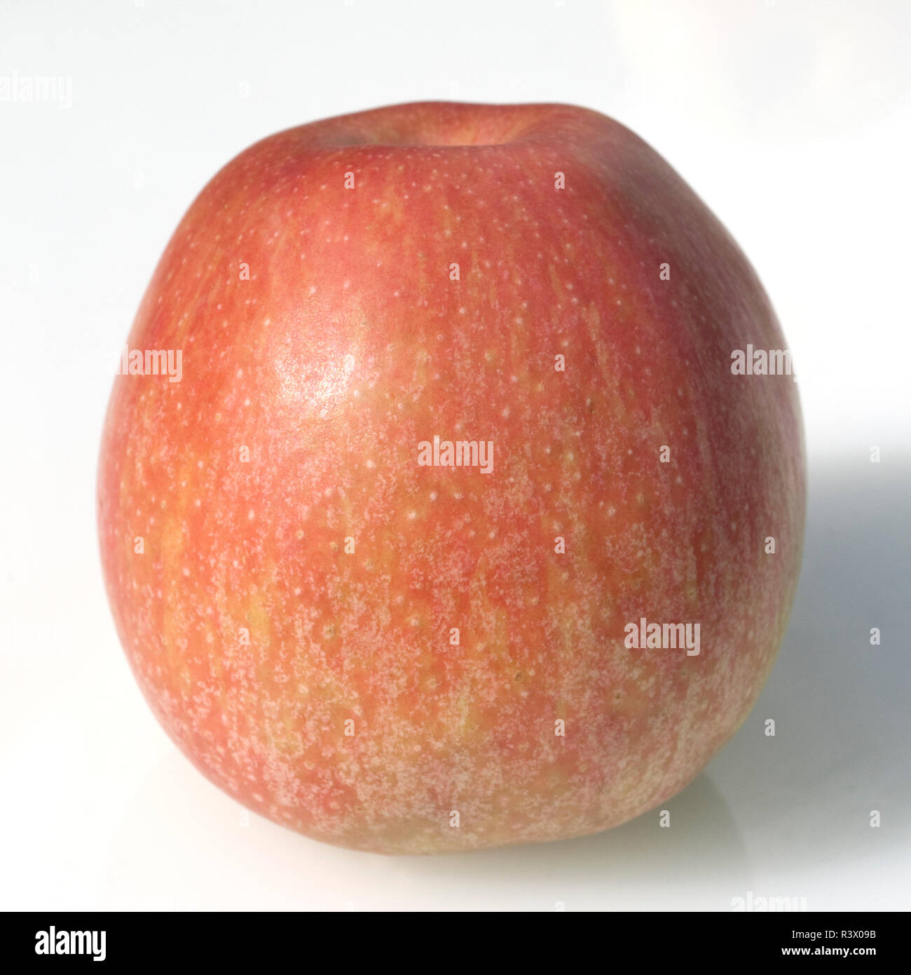 Apple Tree Malus Domestica Boskoop High Resolution Stock Photography ...