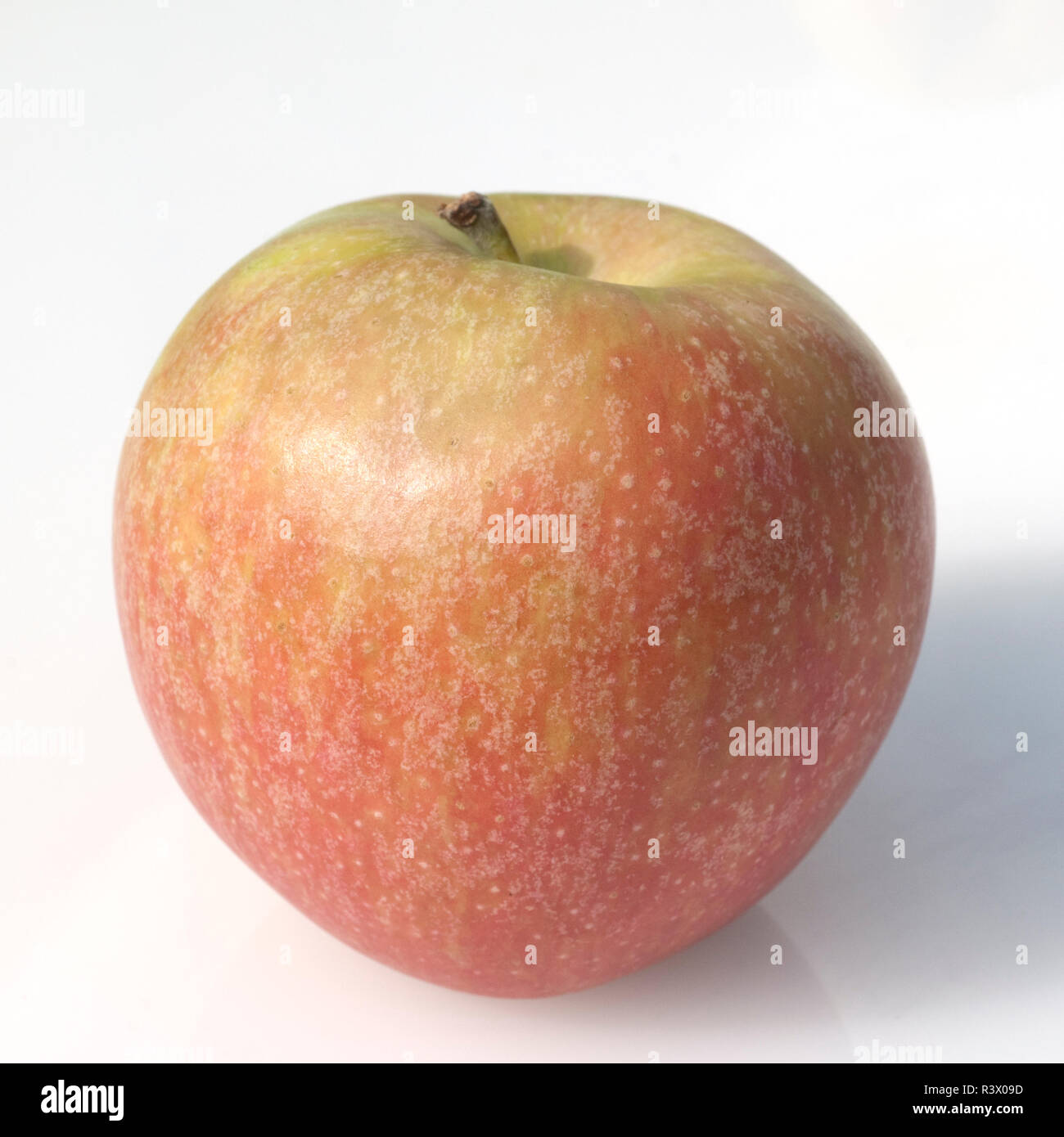 Boskoop, Boskop, Winter-Apfel, Gruener Stock Photo - Alamy