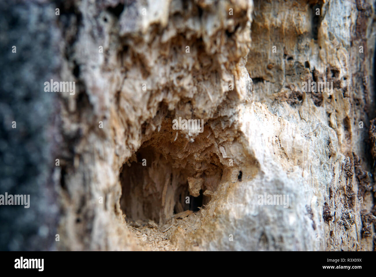 Vertical view of bird habitats and the distinctive, round holes notched ...