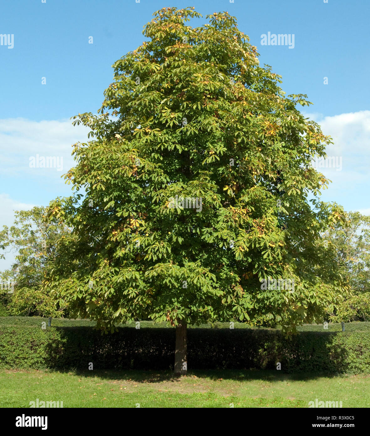 Kastanien baeume hi-res stock photography and images - Alamy