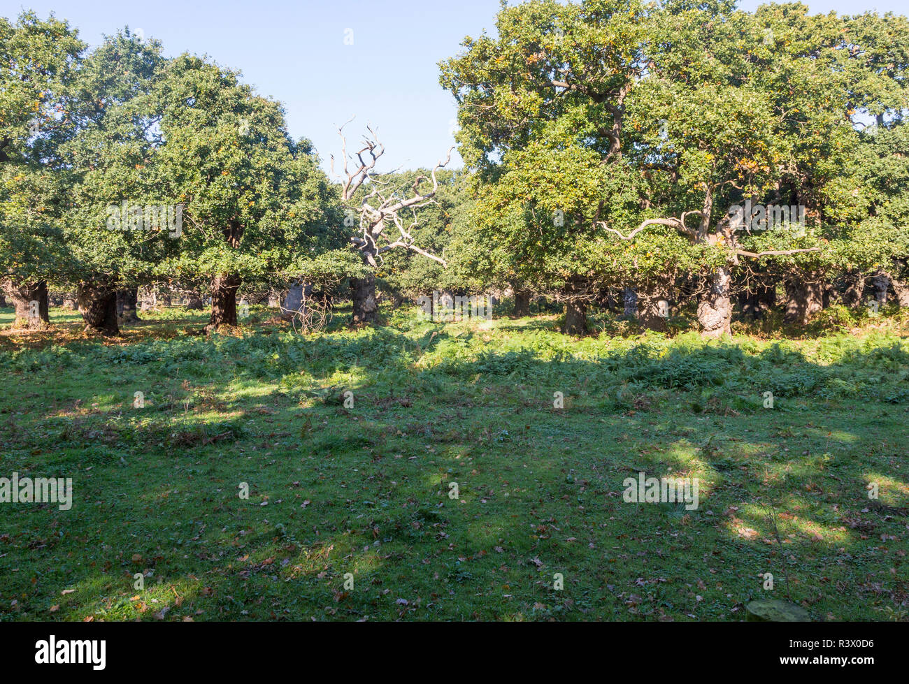 Ancient broad leaf oak woodland once a medieval deer park, The Thicks ...