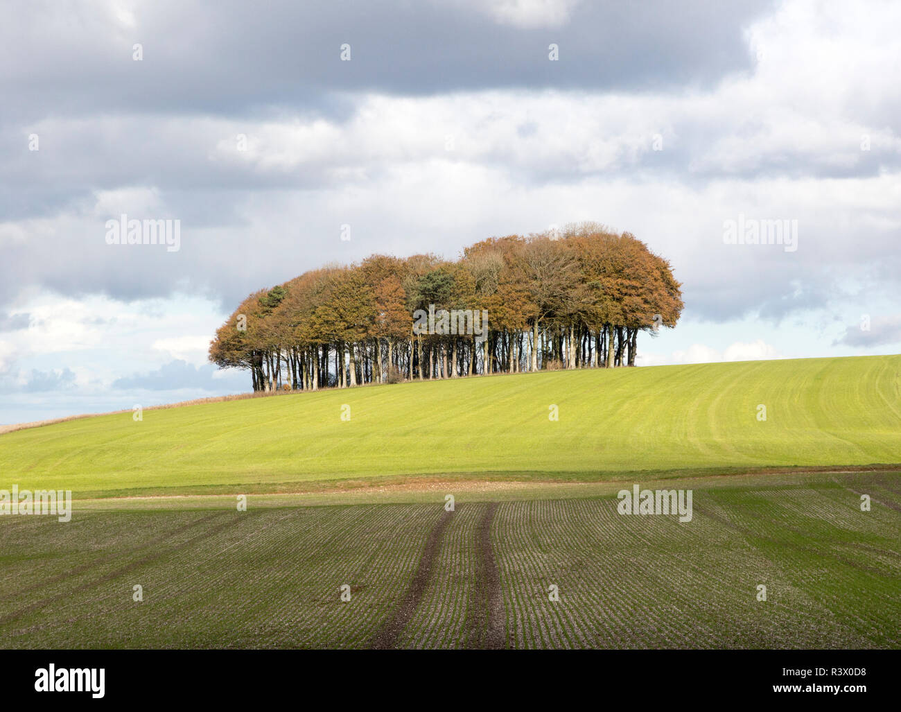 Beech copse on chalk scarp slope landscape on Ridgeway, west of Hackpen ...
