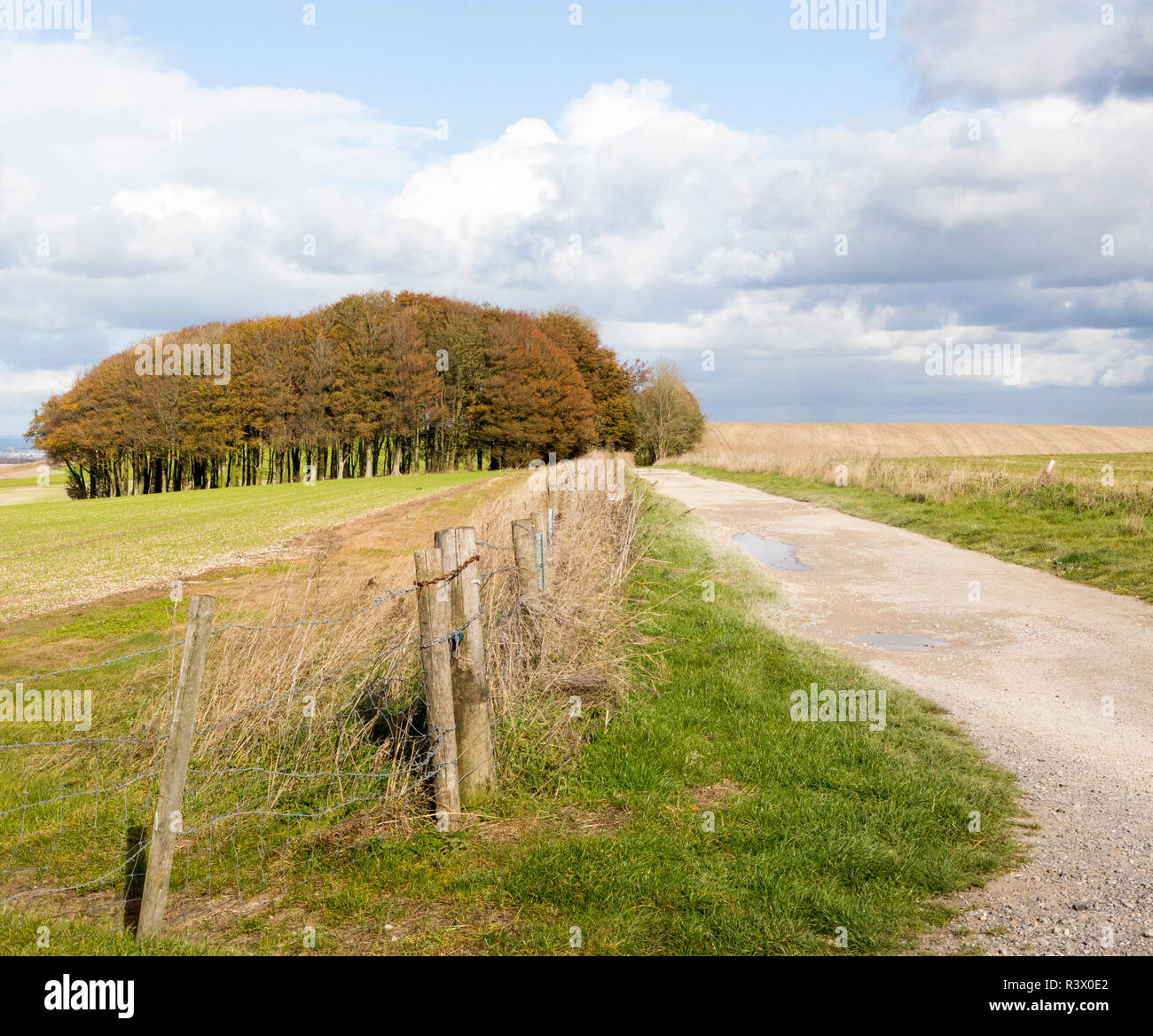 Beech copse on chalk scarp slope landscape on Ridgeway, west of Hackpen ...