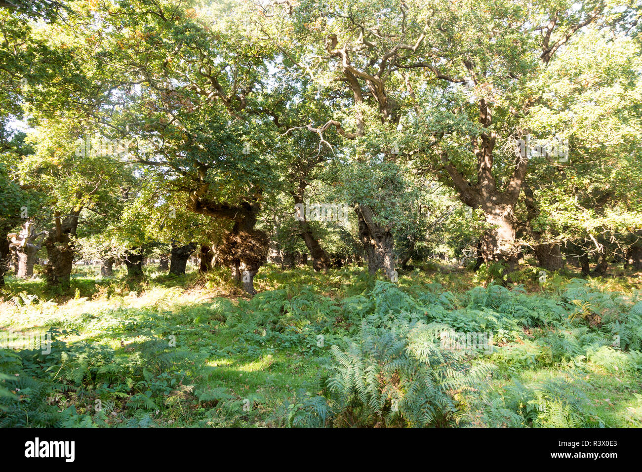 Ancient broad leaf oak woodland once a medieval deer park, The Thicks ...