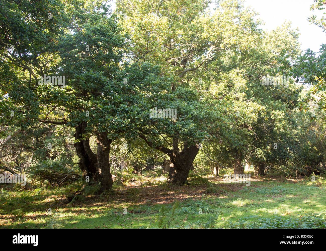 Ancient broad leaf oak woodland once a medieval deer park, The Thicks ...