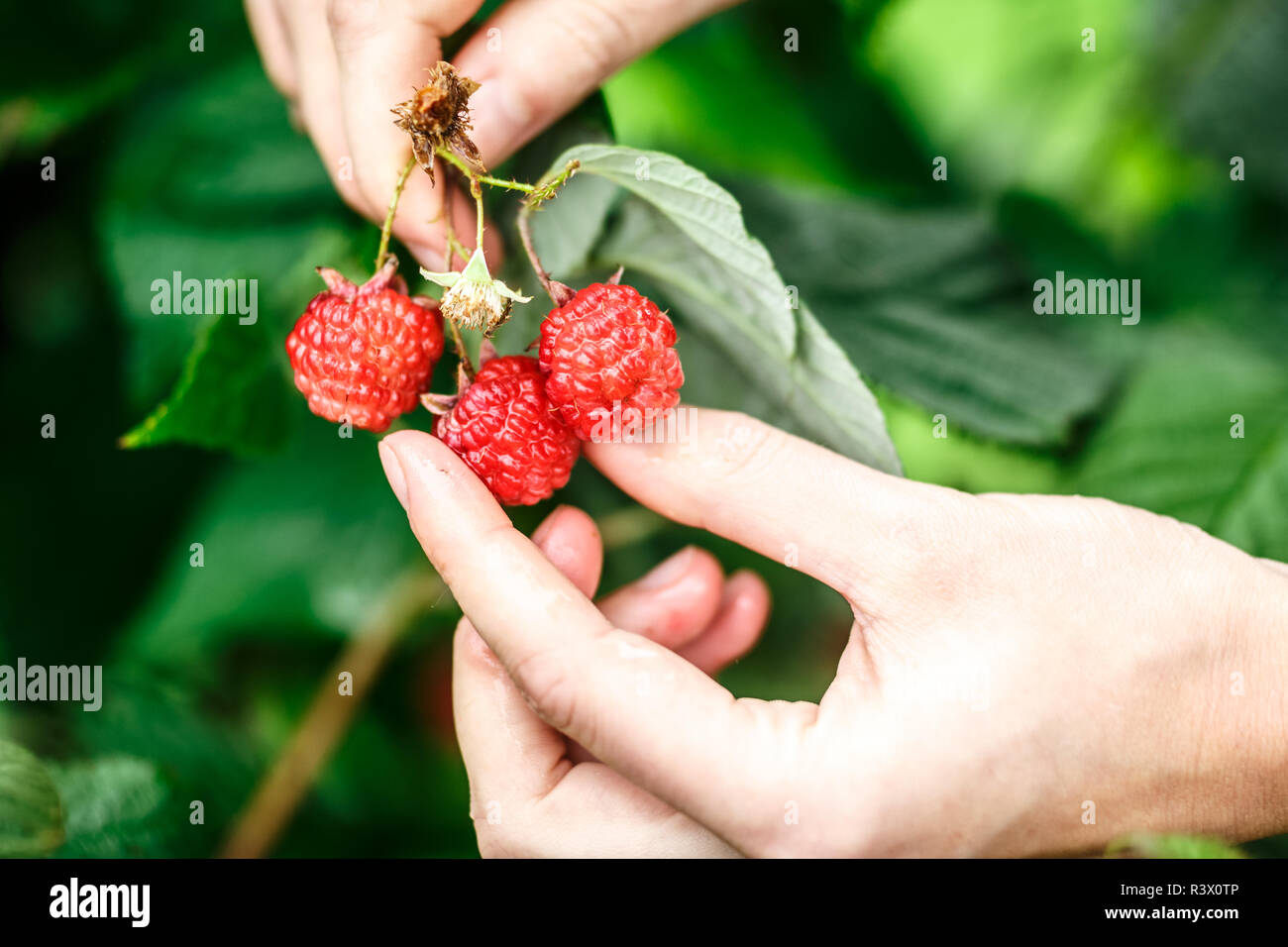 Female farmer picking fresh raspberry hi-res stock photography and images - Alamy