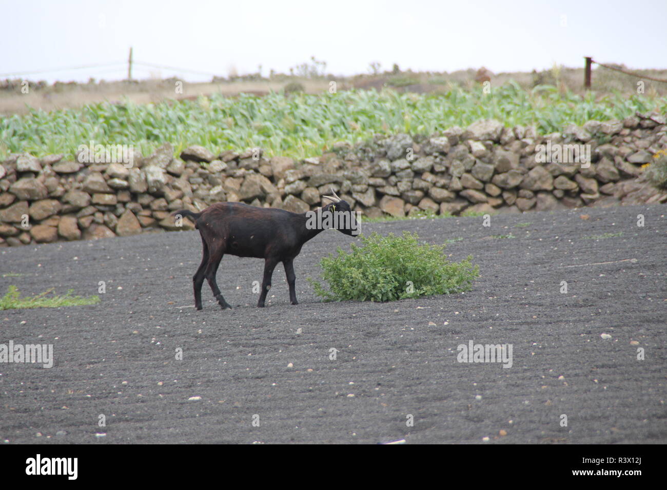 an escaping goat Stock Photo - Alamy