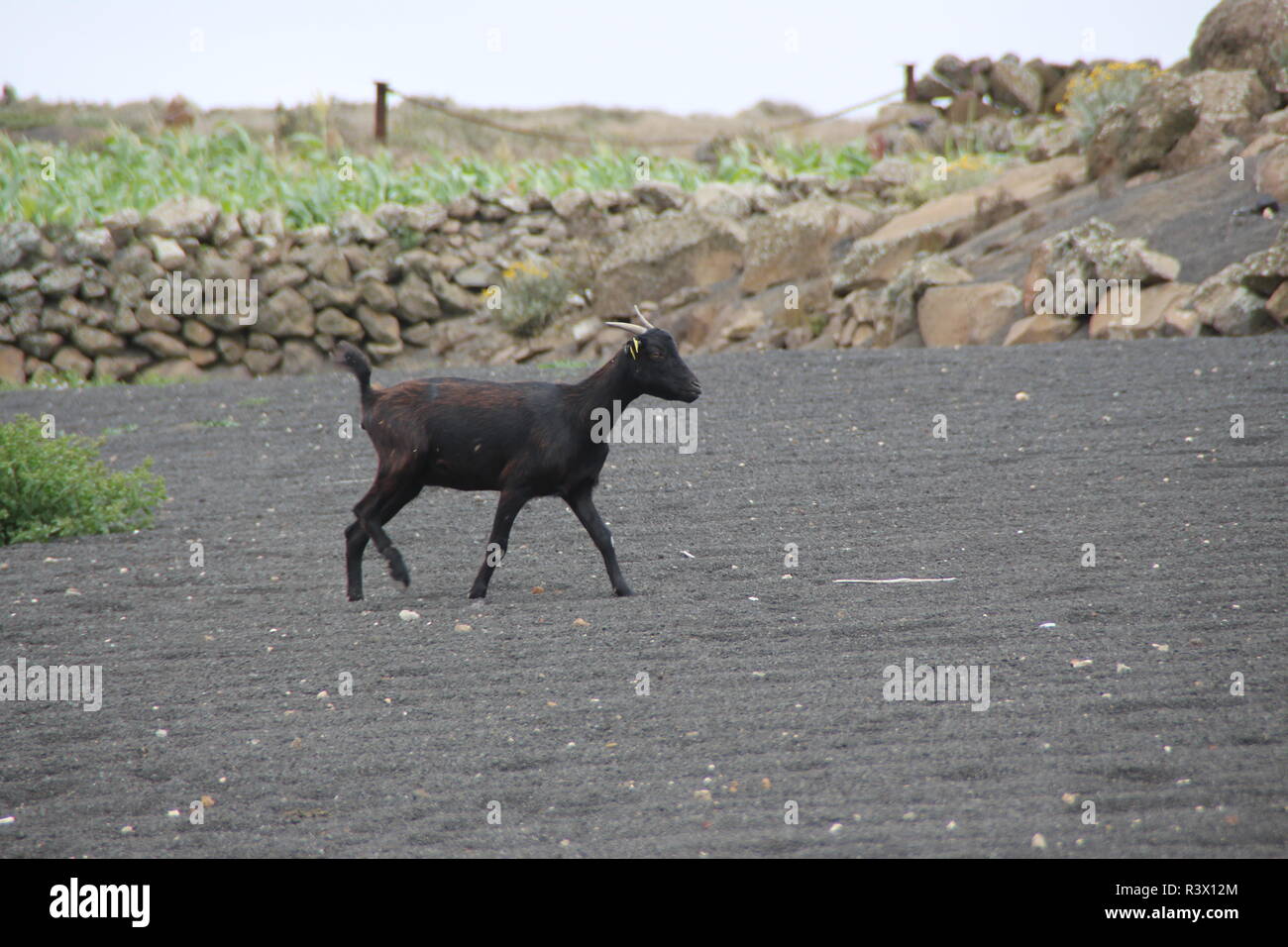 Goat running away hi-res stock photography and images - Alamy
