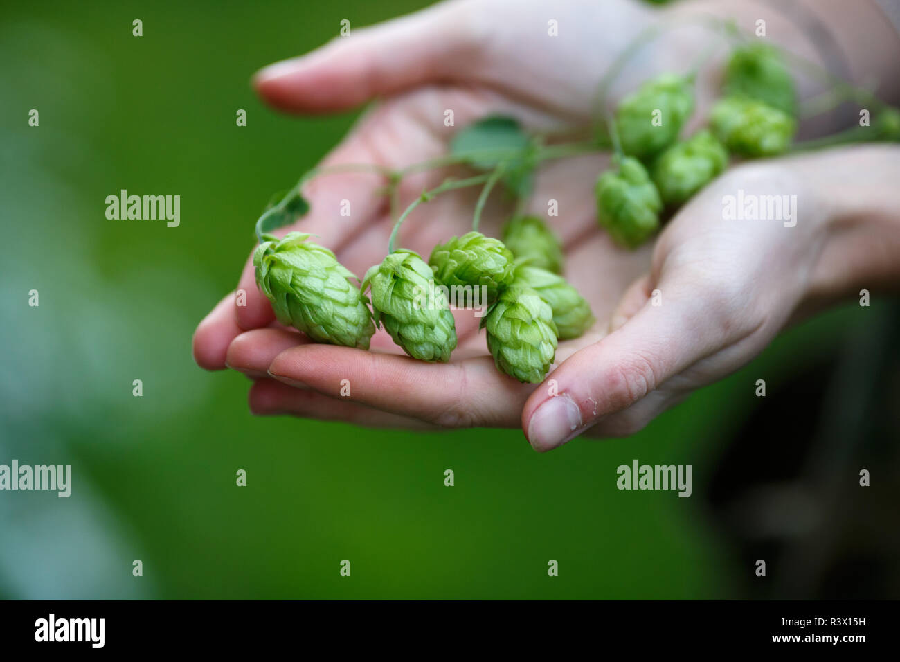 Ground hops hi-res stock photography and images - Alamy