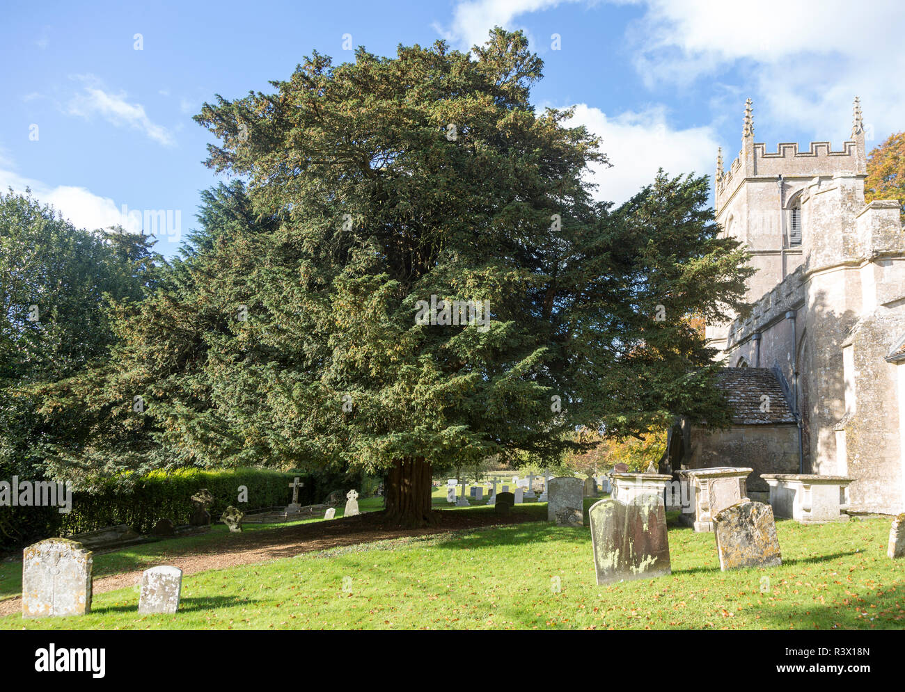 Ancient yew tree in churchyard All Saints Church, Yatesbury, Wiltshire ...