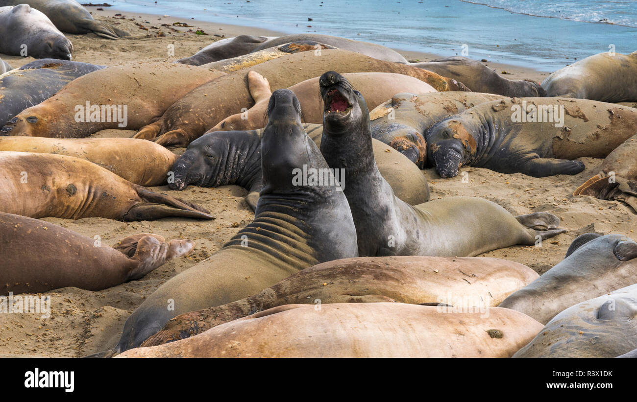 Northern elephant seals (Mirounga angustirostris) at Piedras Blancas ...