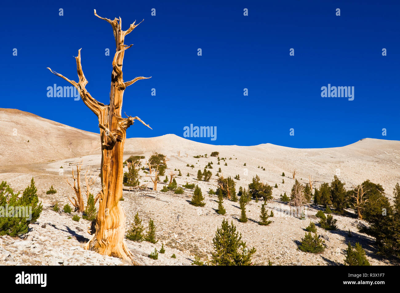 Ancient Bristlecone Pines (Pinus longaeva) in the Patriarch Grove ... Ancient Bristlecone Pines (Pinus longaeva) in the Patriarch Grove ...