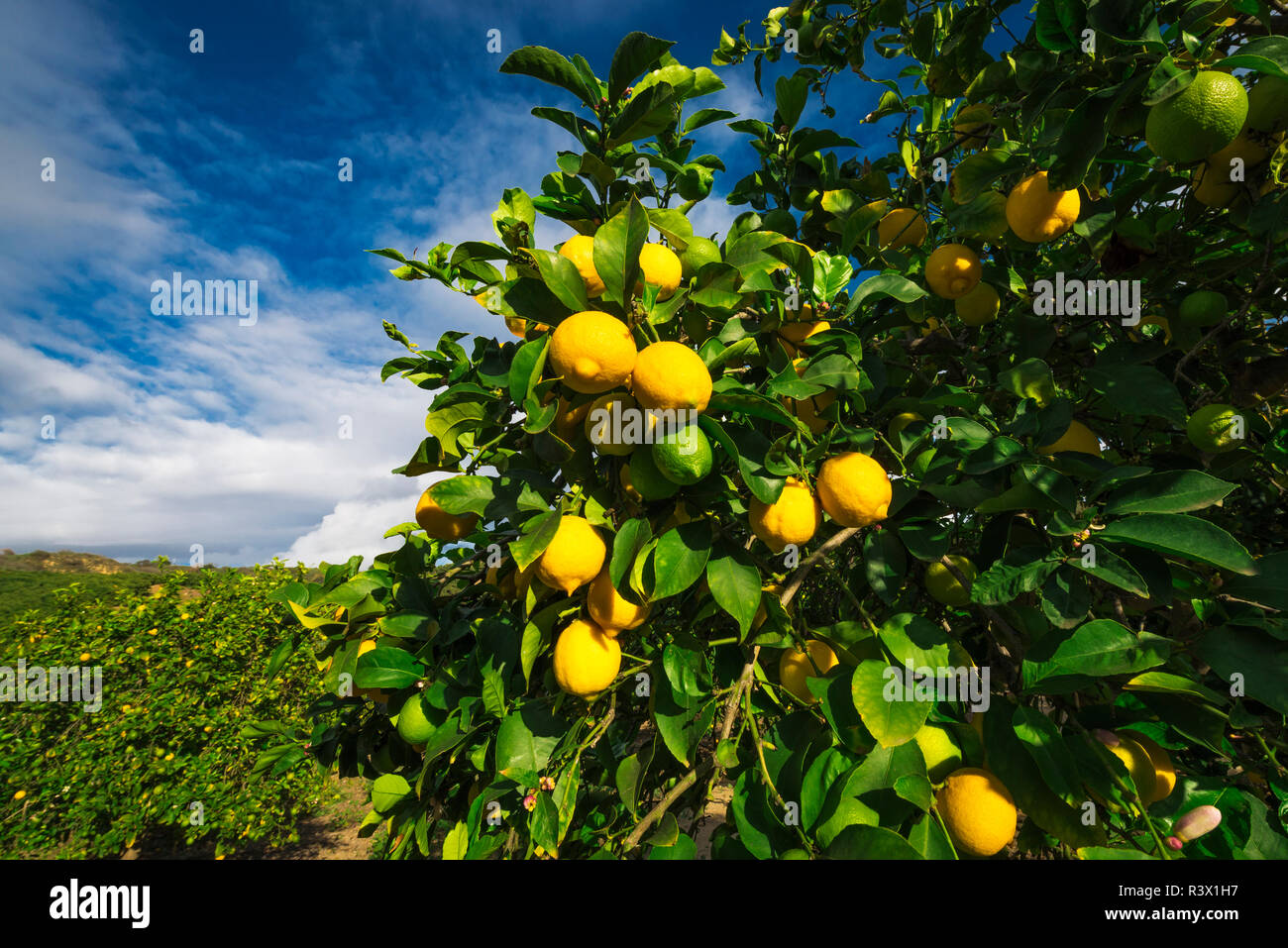 Lemon orchard in Wheeler Canyon, Ventura County, California, USA Stock ...