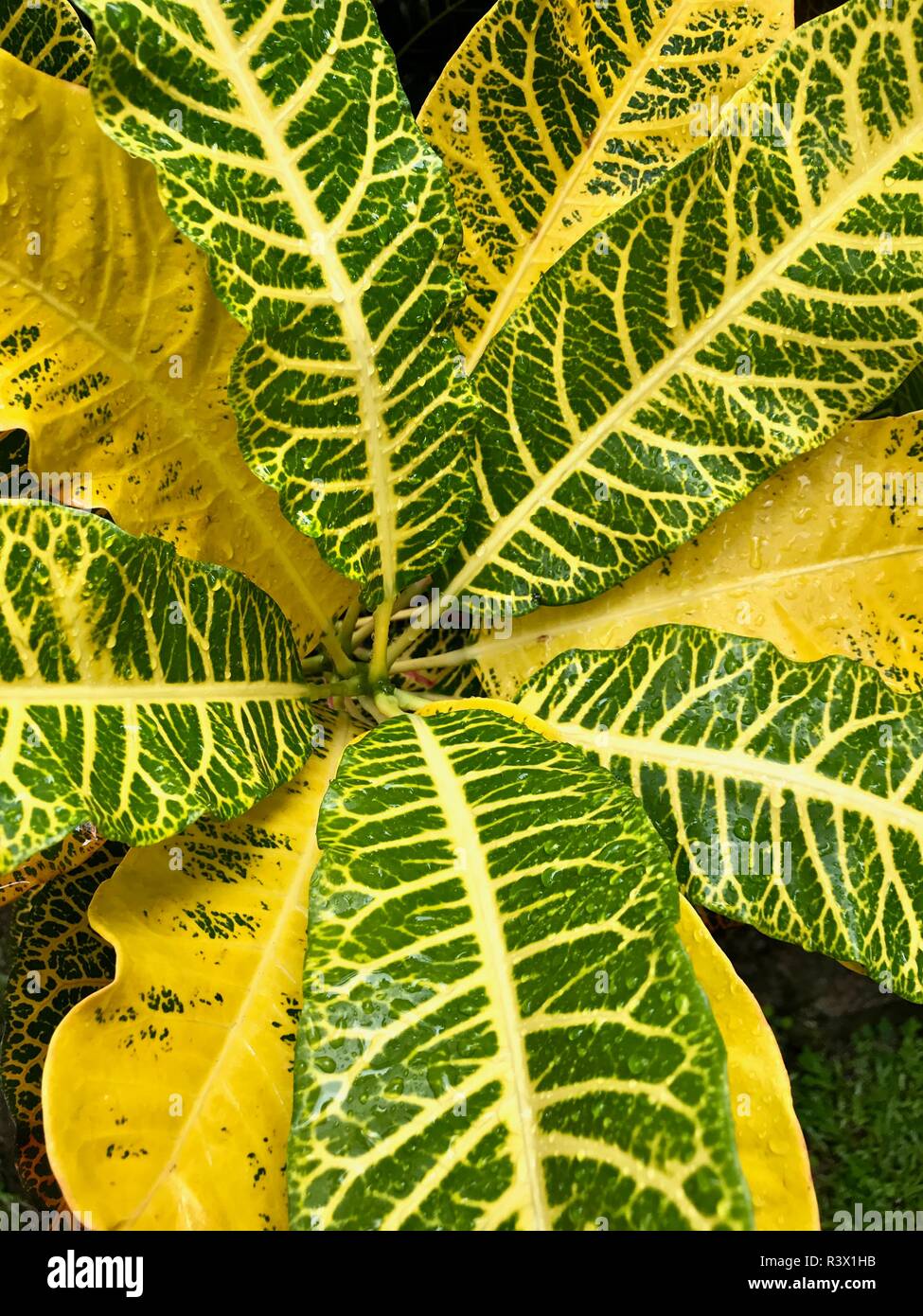 Looking down into a yellow and green croton plant covered in raindrops ...