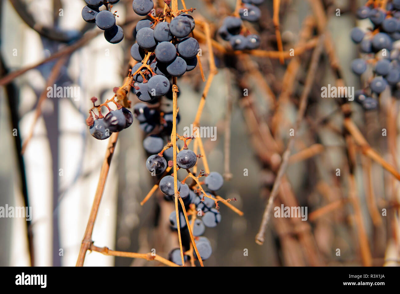 bunches of isabella grapes close up Stock Photo - Alamy