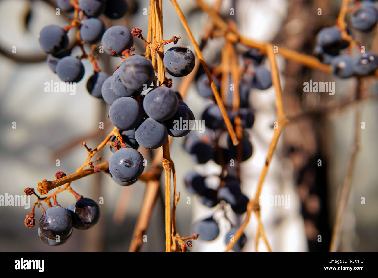 Isabella Grapes High Resolution Stock Photography and Images - Alamy