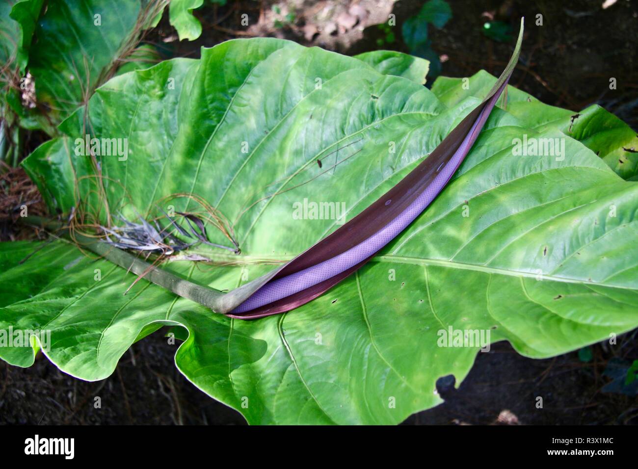 A wide leaf in the jungles of Guatemala Stock Photo - Alamy