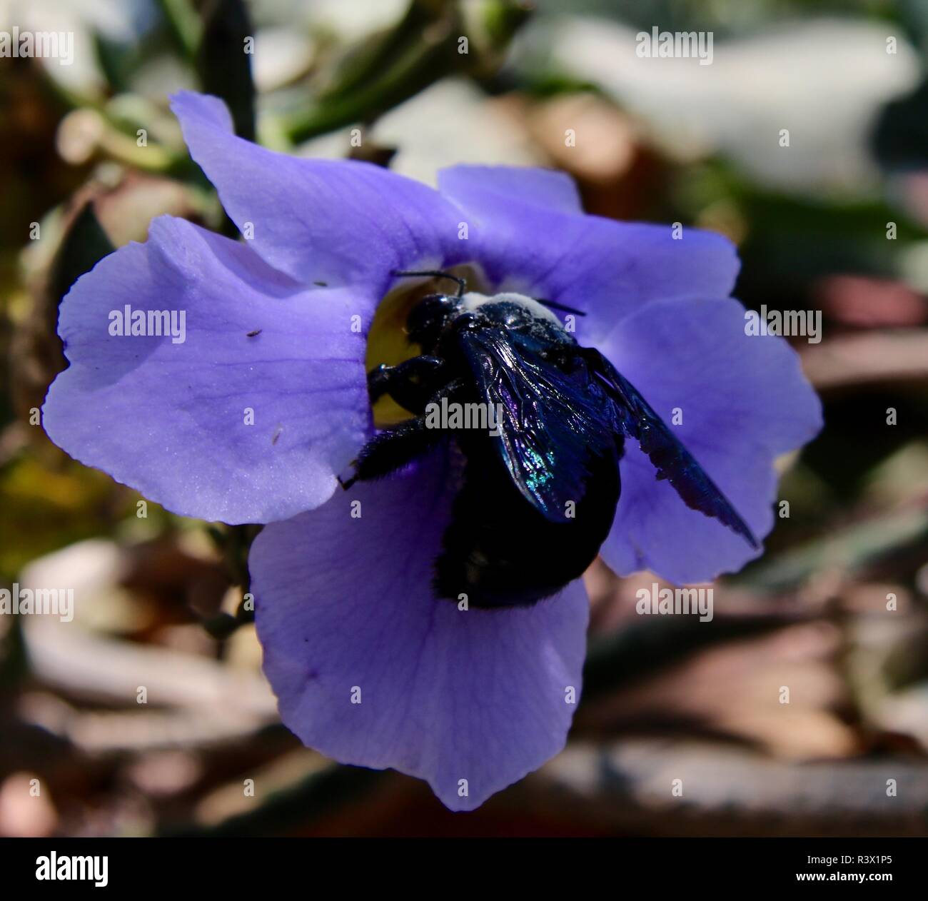 A huge black bee in a flower Stock Photo - Alamy