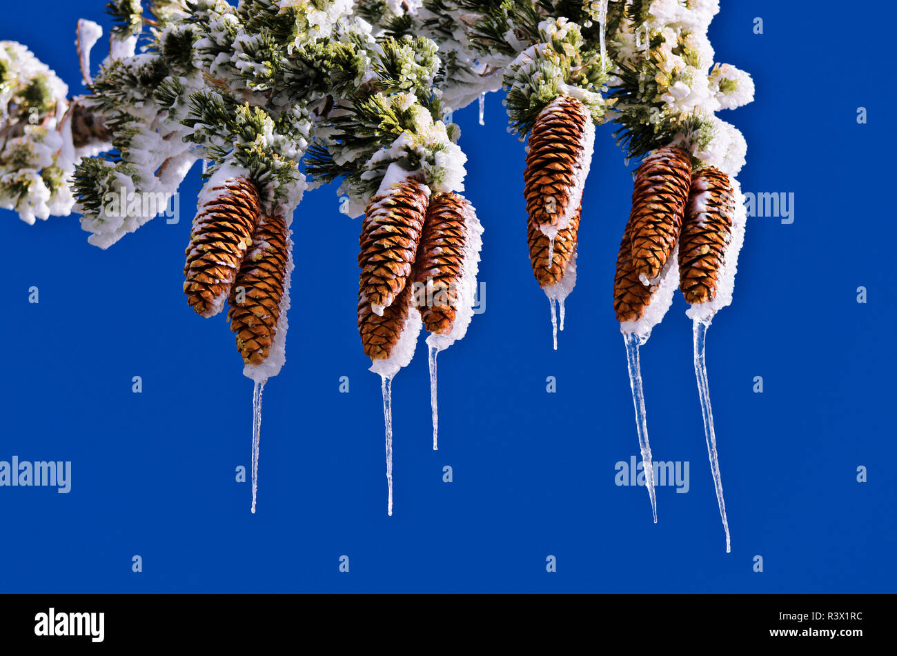 Rime ice pine cones branches hi-res stock photography and images - Alamy