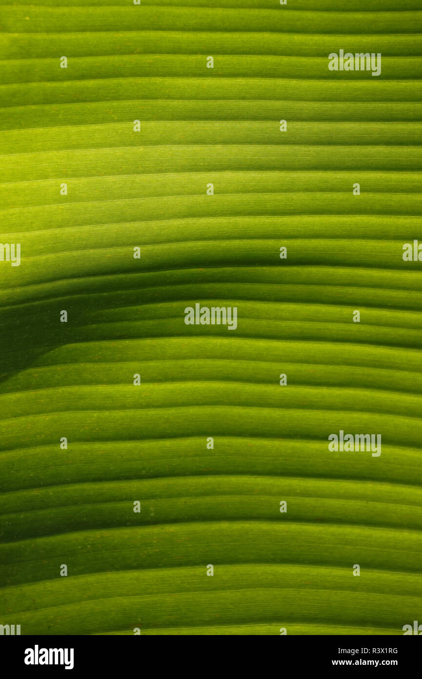 Banana Leaf Texture Stock Photo - Alamy