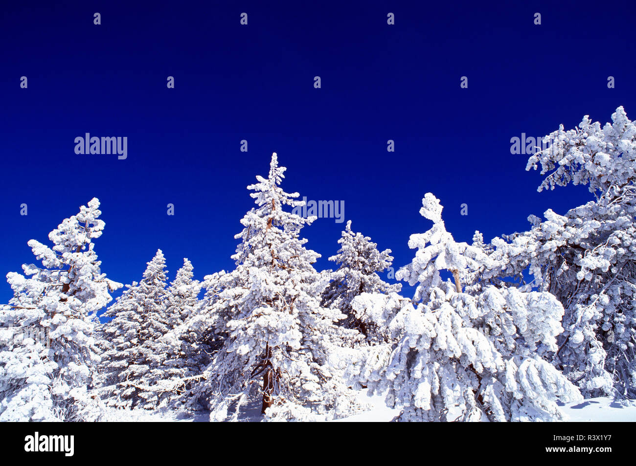 Fresh powder and rime ice on Ponderosa pines near the summit of Mount ...