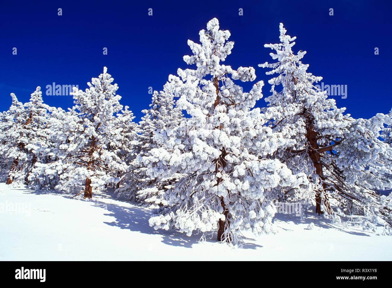 Fresh powder and rime ice on Ponderosa pines near the summit of Mount ...
