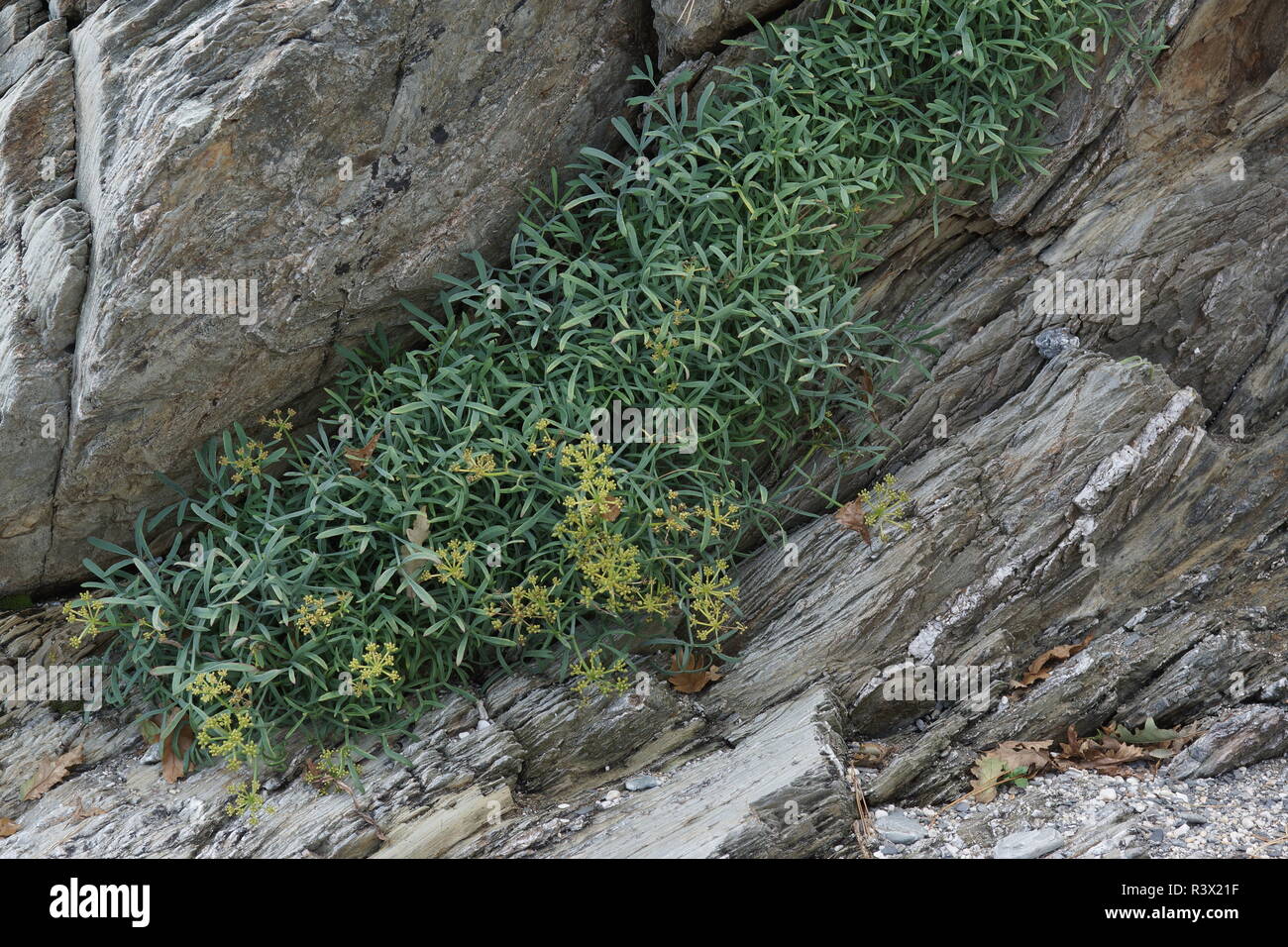 Crithmum maritimum (Rock Samphire Stock Photo - Alamy