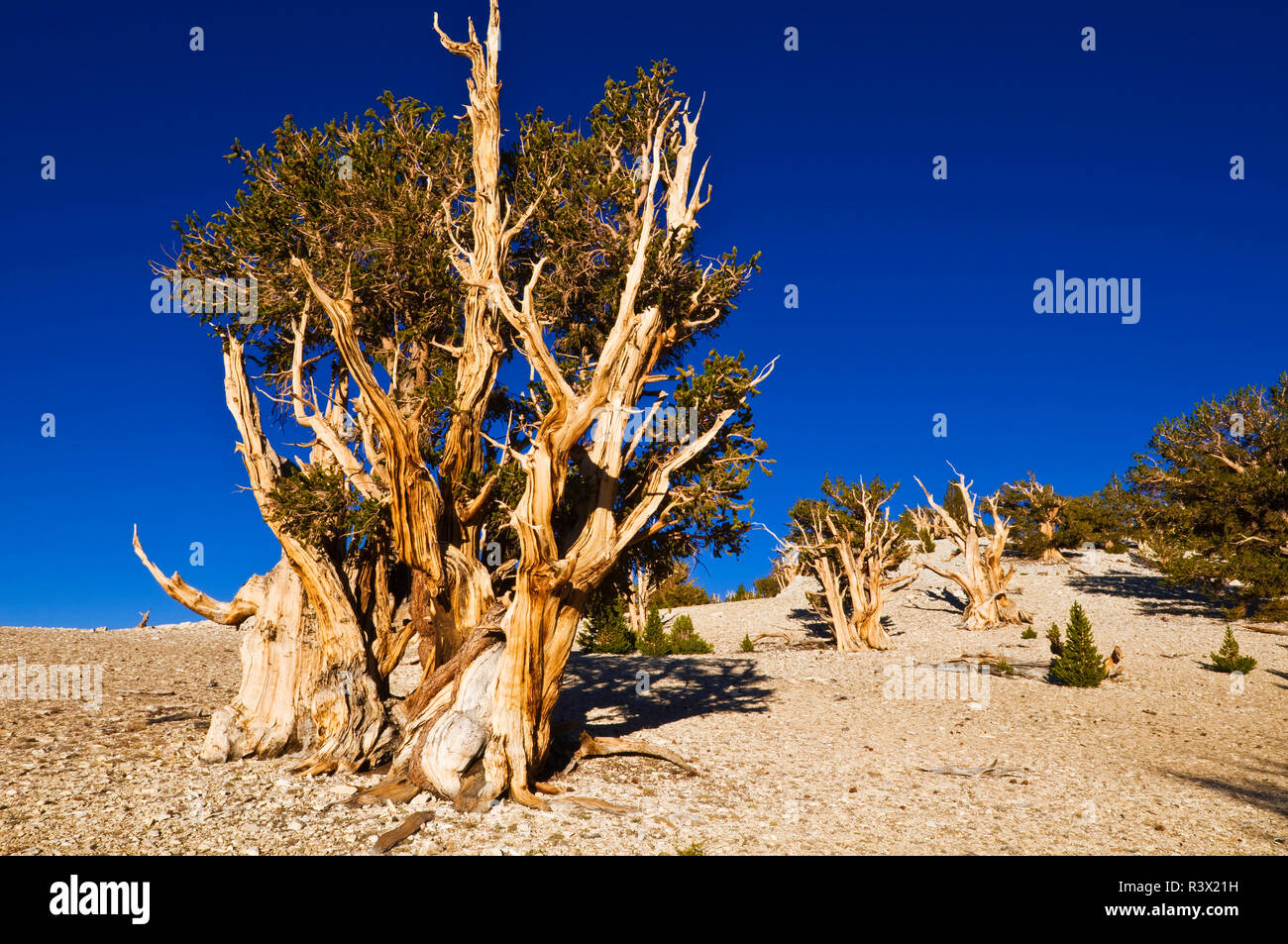Ancient Bristlecone Pines (Pinus longaeva) in the Patriarch Grove ...