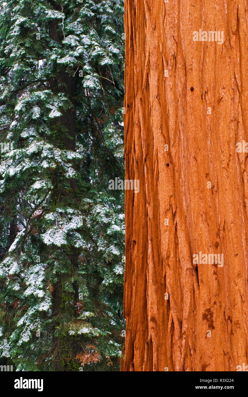 Giant Sequoia (Sequoiadendron giganteum) in winter, Giant Forest ...