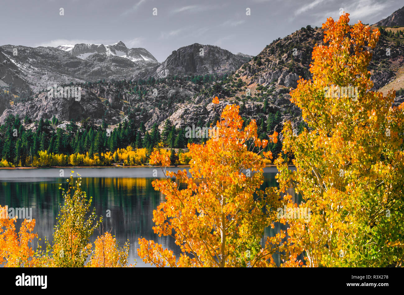 Golden aspen at June Lake, Inyo National Forest, Sierra Nevada ...