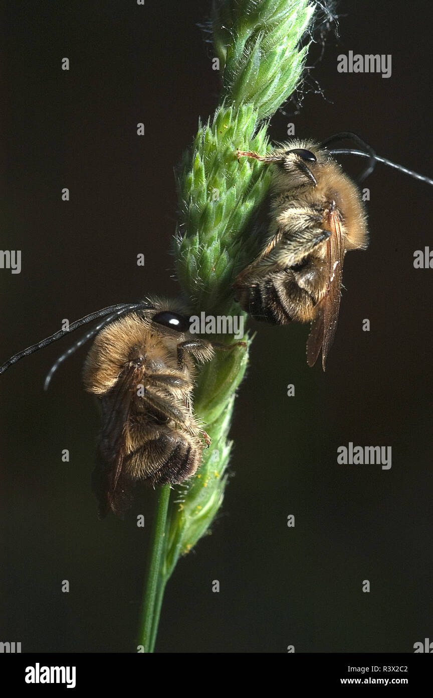 Bees sleeping on a spike of cereal Stock Photo - Alamy