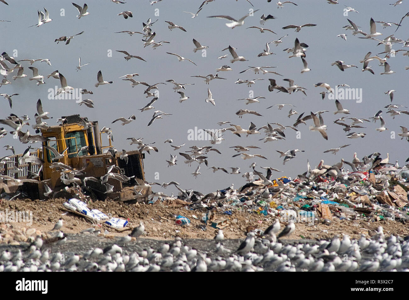 Birds looking for food in the trash, Seagulls Stock Photo - Alamy