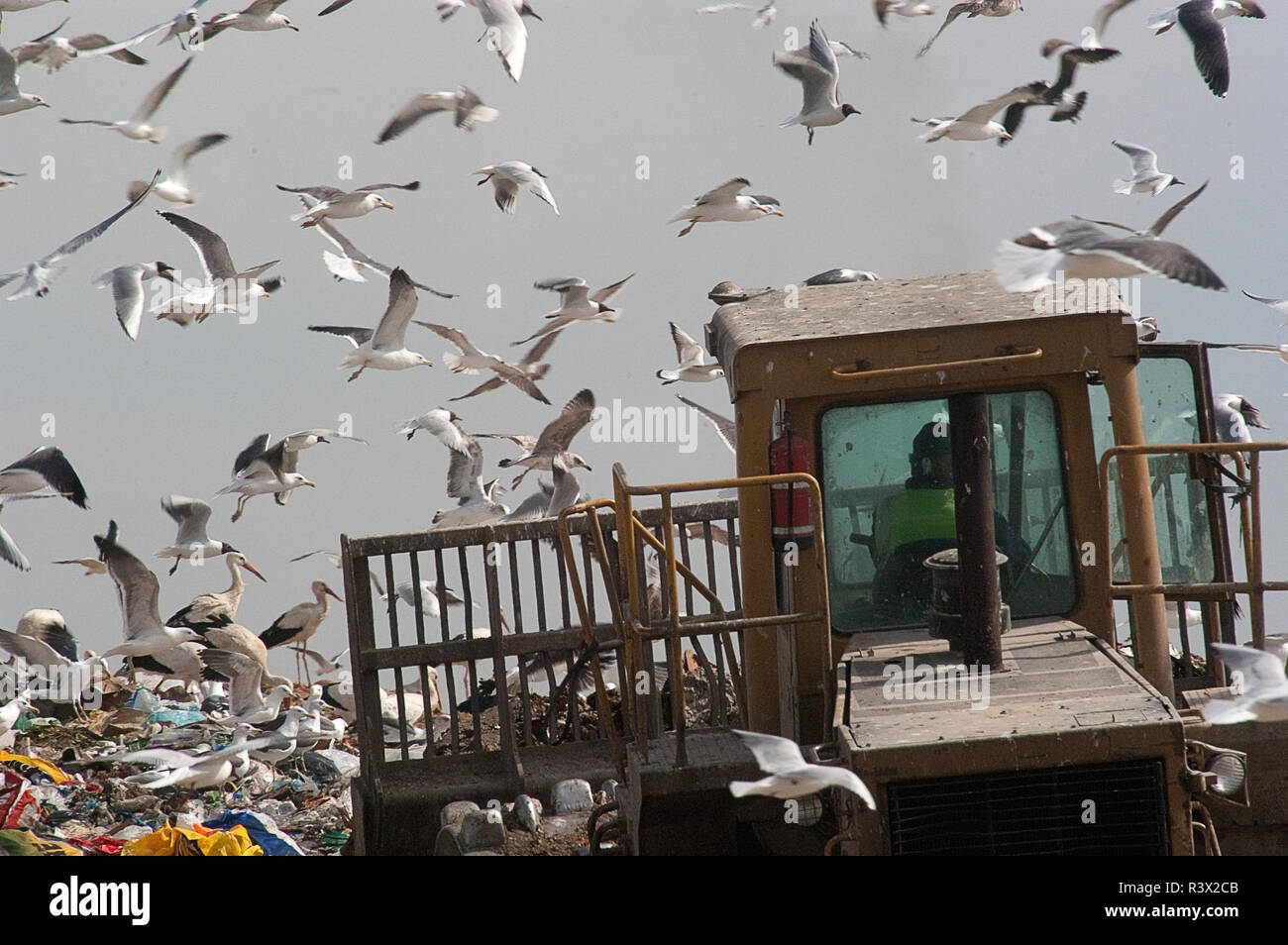 Birds eating garbage hi-res stock photography and images - Alamy