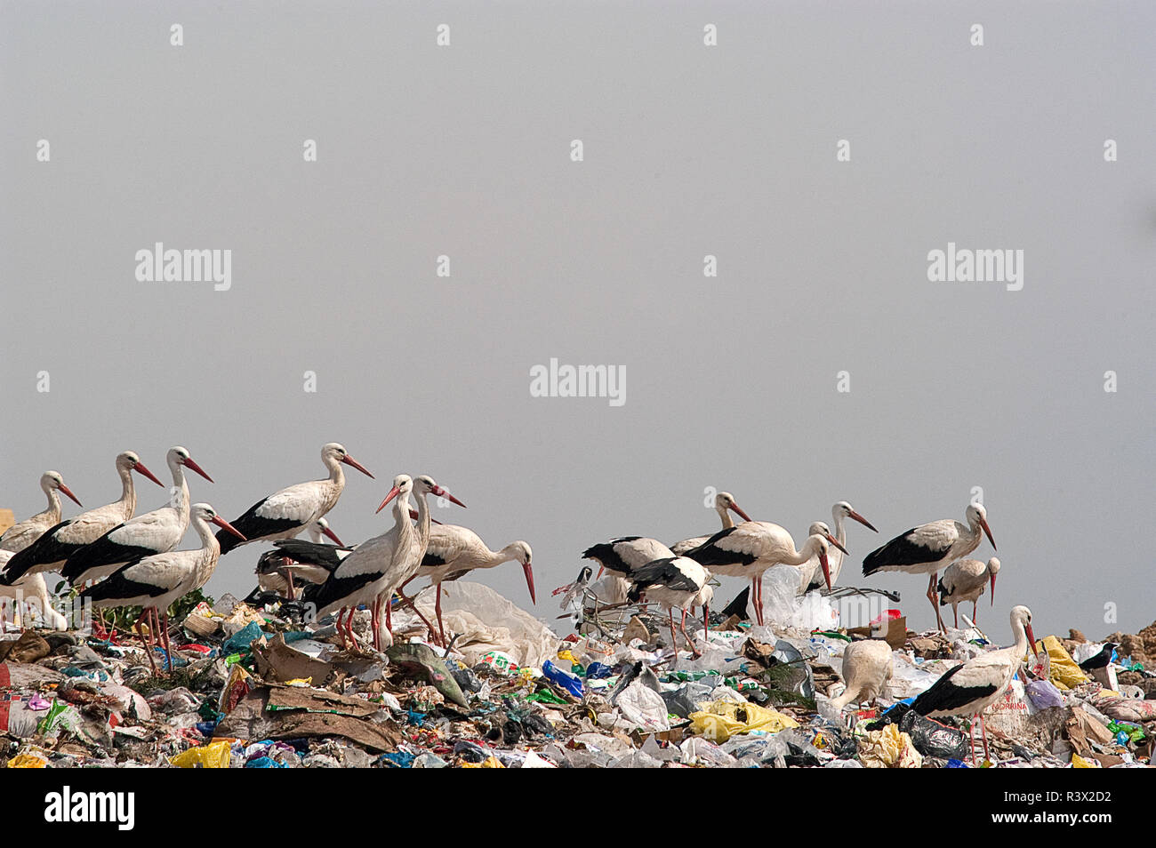 Group of white stork in the garbage, Ciconia ciconia Stock Photo - Alamy