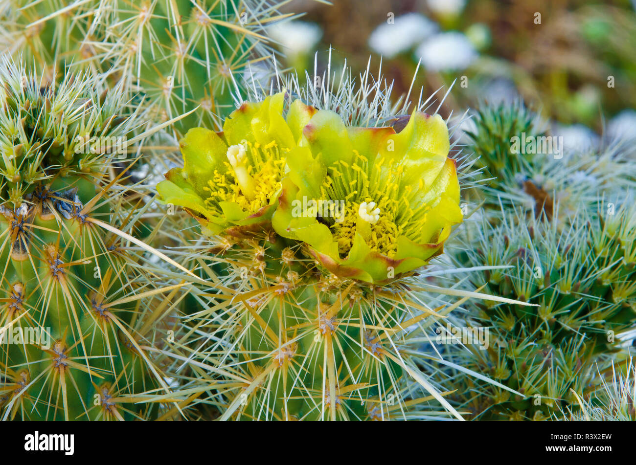 Buckhorn Cholla flower (Cylindropuntia acanthocarpa), Anza-Borrego ...
