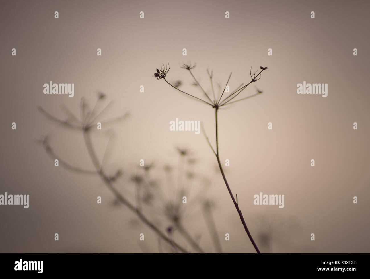 See flowers in the fog hi-res stock photography and images - Alamy