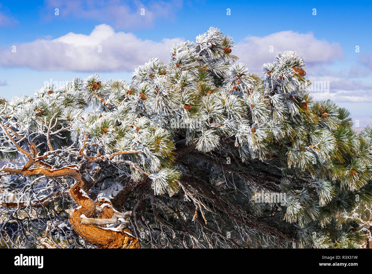 Rime ice on pine tree, San Bernardino National Forest, California, USA ...