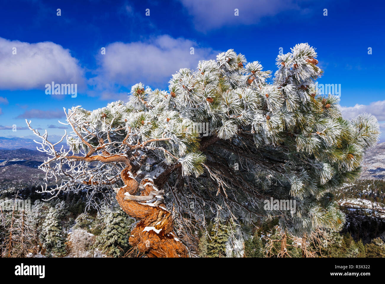 Rime ice on pine tree, San Bernardino National Forest, California, USA ...