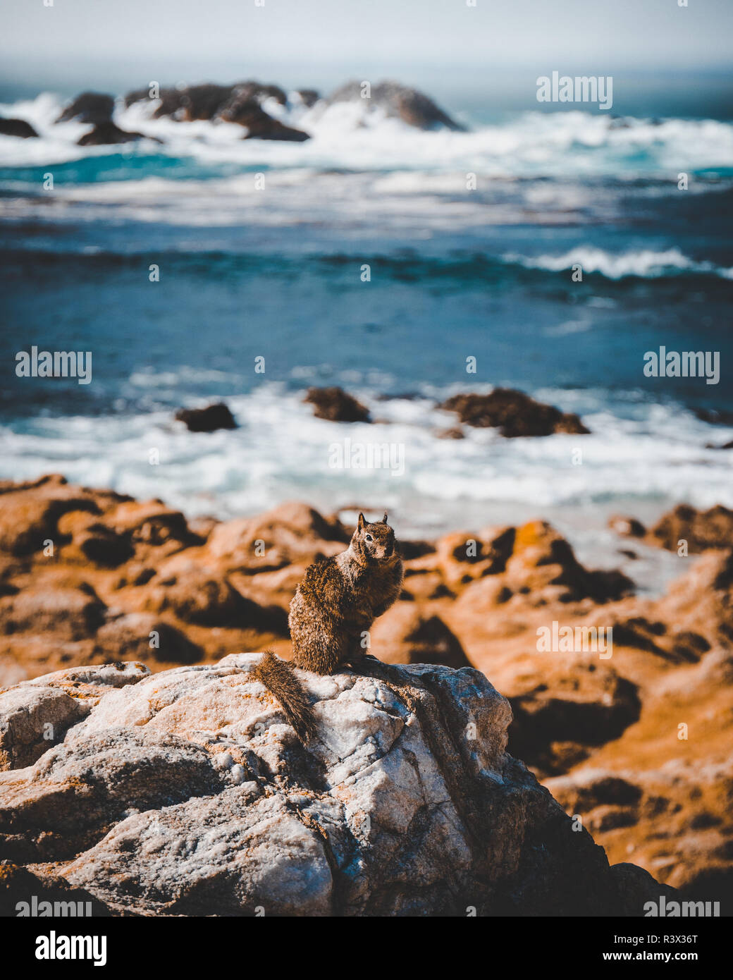 Squirrel at Pacific Ocean, Pebble Beach Stock Photo - Alamy