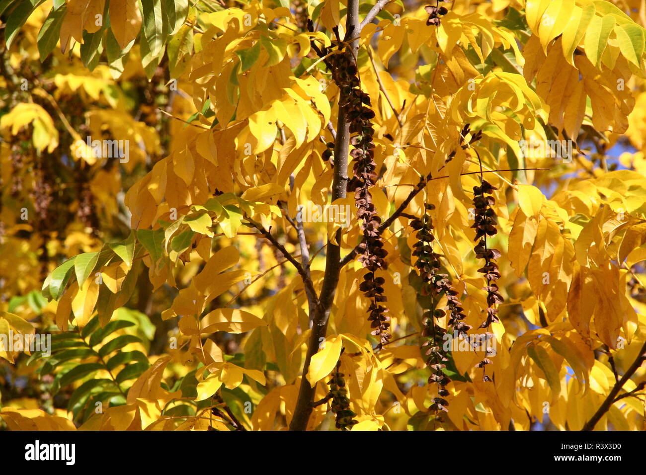 Wingnut hi-res stock photography and images - Alamy