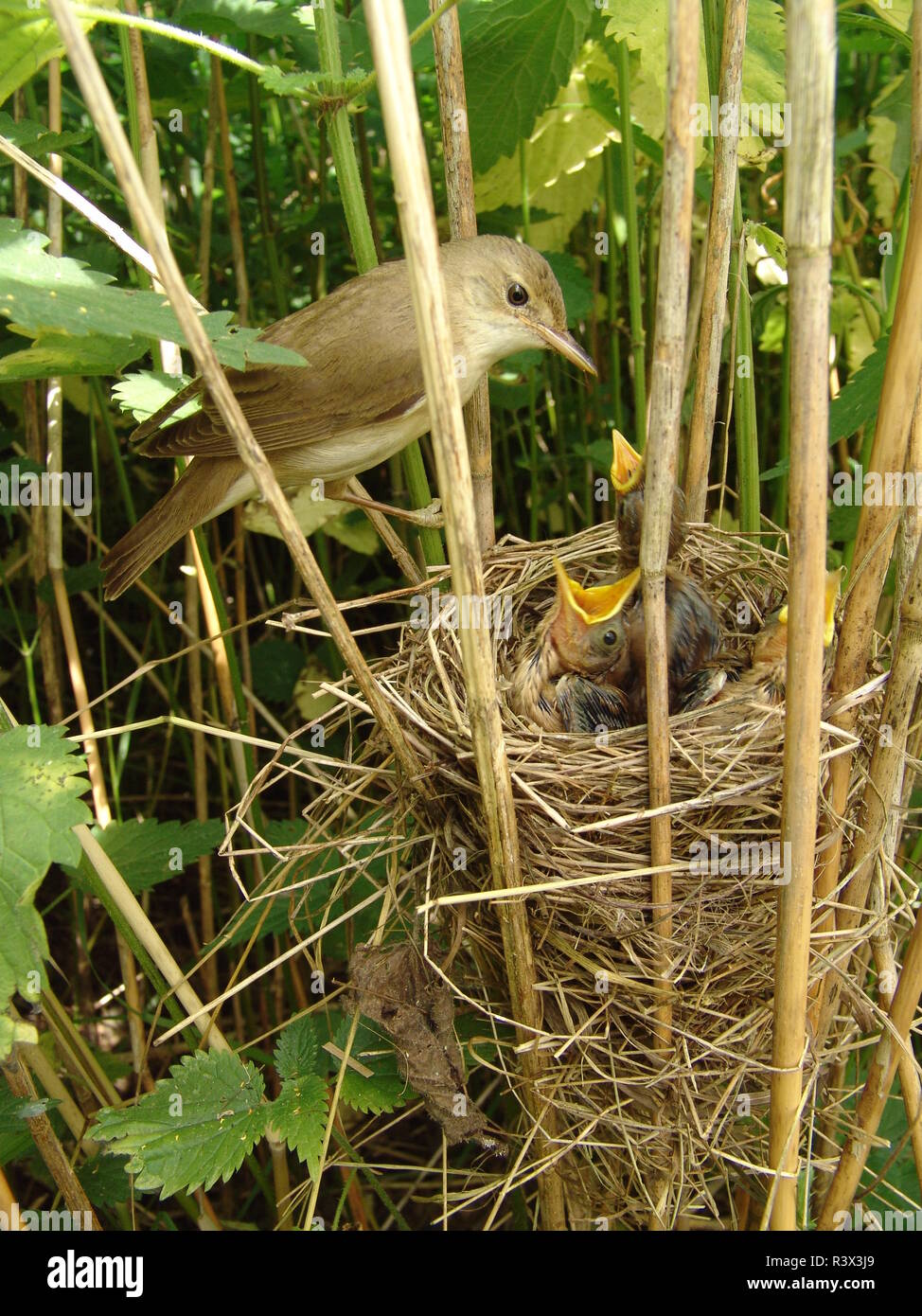 Pipe Singer High Resolution Stock Photography and Images - Alamy