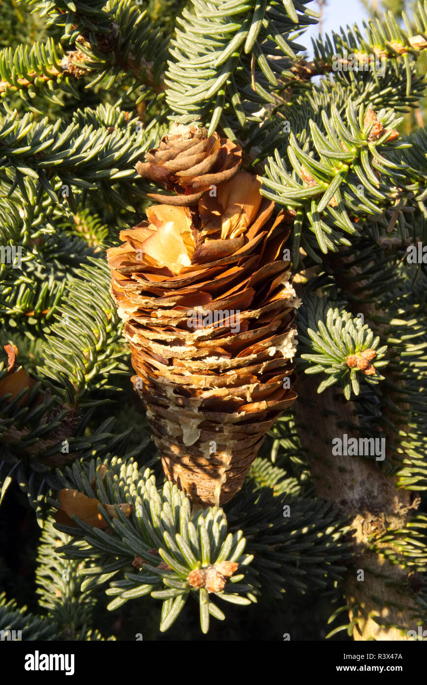 when cone opens Stock Photo - Alamy