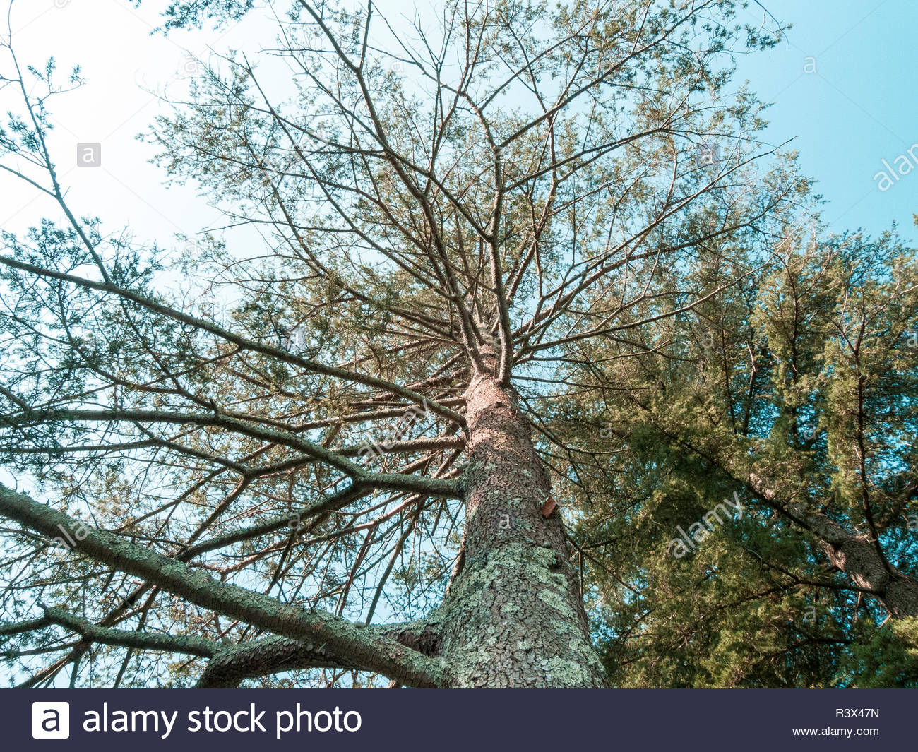 Cedars Of Lebanon Stock Photos & Cedars Of Lebanon Stock Images - Alamy