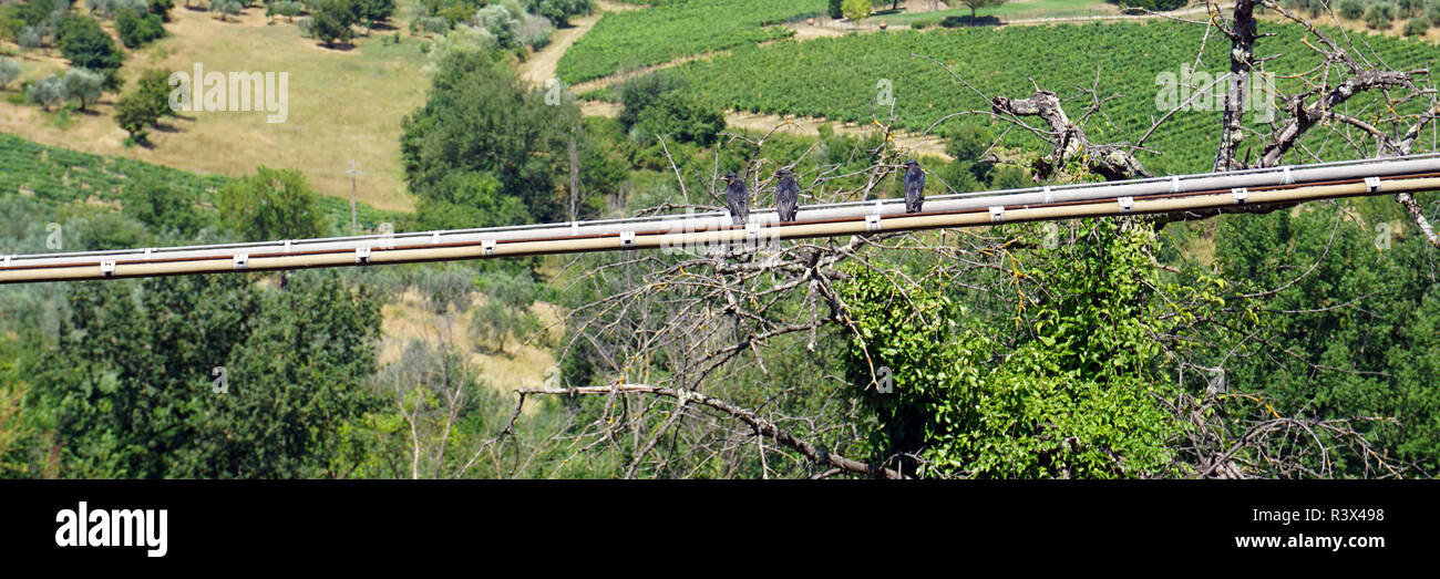 birds looking around Stock Photo - Alamy