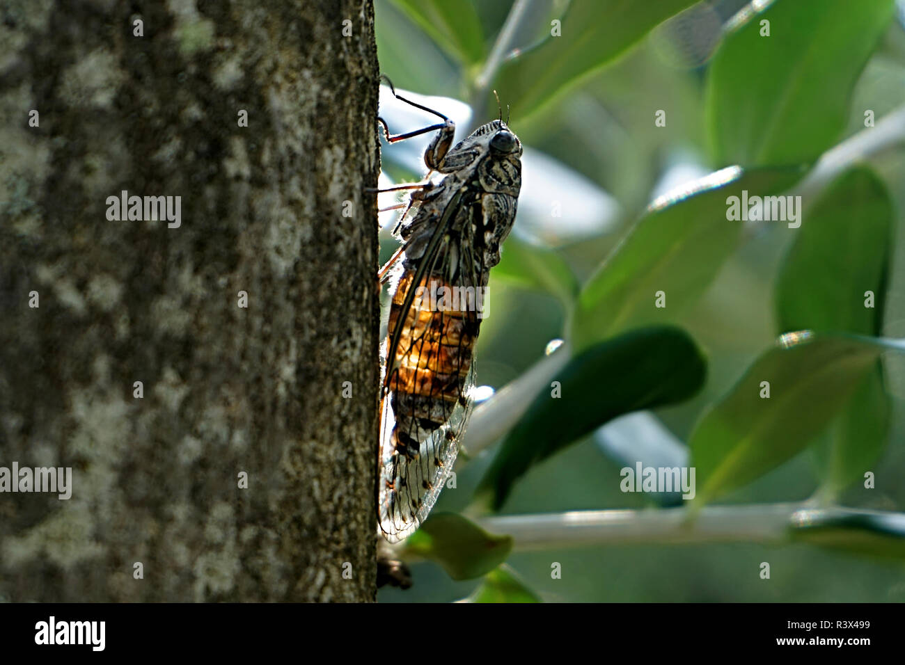 Tuscany cicada hi-res stock photography and images - Alamy