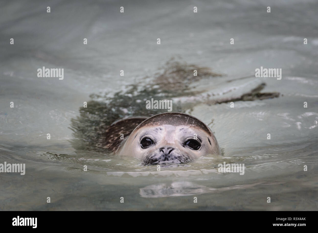 Kindchenschema hi-res stock photography and images - Alamy