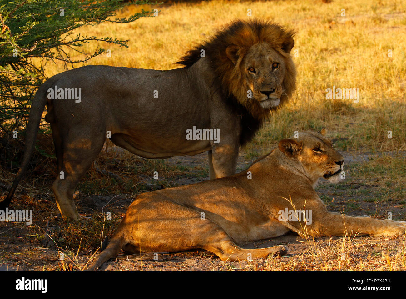 Lions great hunters and a sociable animals Stock Photo - Alamy