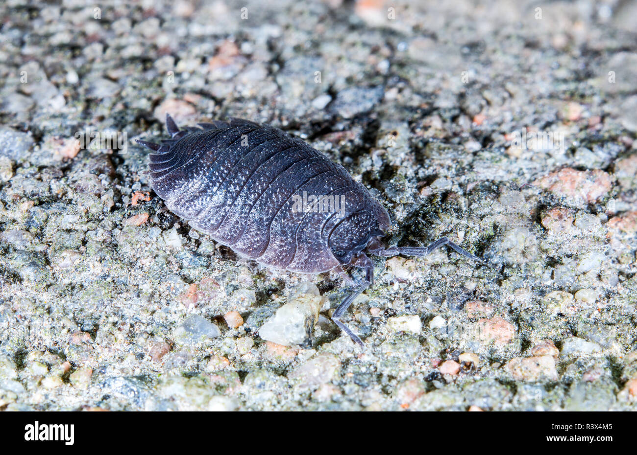 Armadillo bug hi-res stock photography and images - Alamy